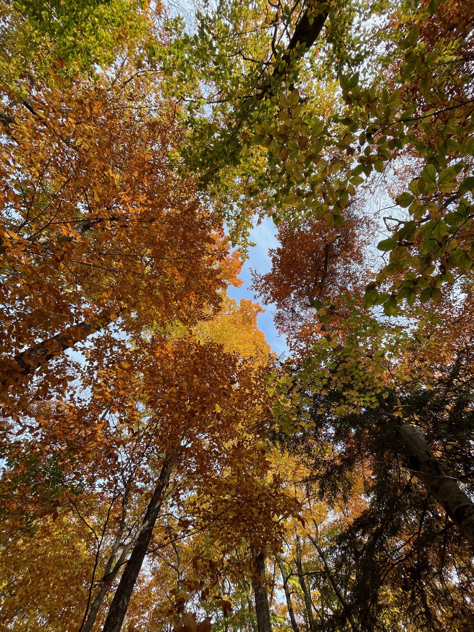 Renovate – Invigorating life with God's grace and truth